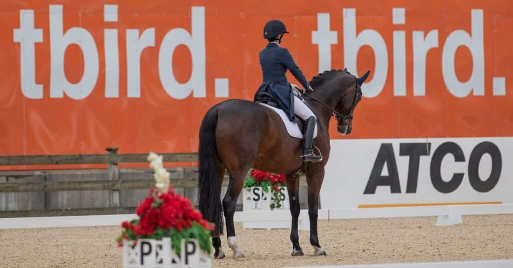 The Five Rein Aids (and How to Use Them)