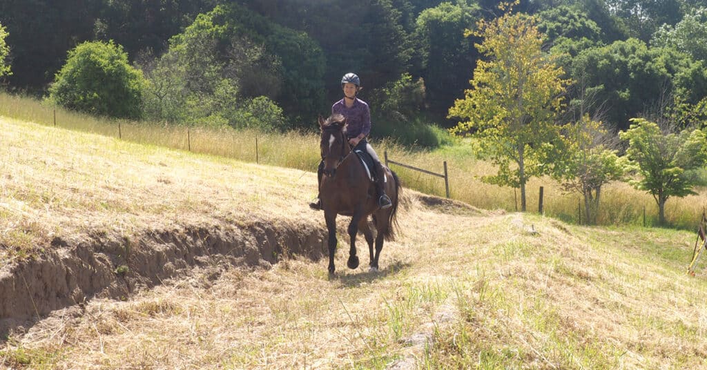 The Five Rein Aids (and How to Use Them)