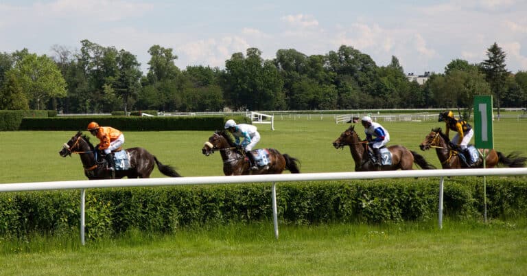 The Five Rein Aids (and How to Use Them)