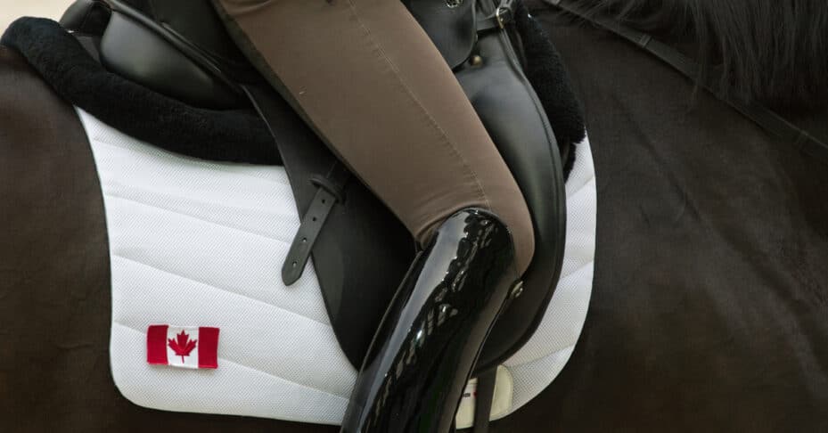 The Five Rein Aids (and How to Use Them)