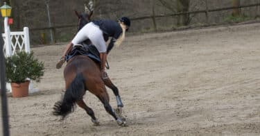 Hind Legs: What is Sickle-Hocked, Cow-Hocked, and Post-Legged?