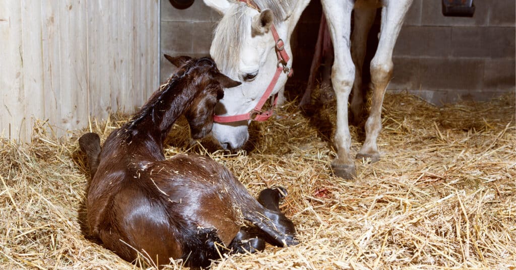 Sepsis in Foals: Early Diagnosis Provides Hope