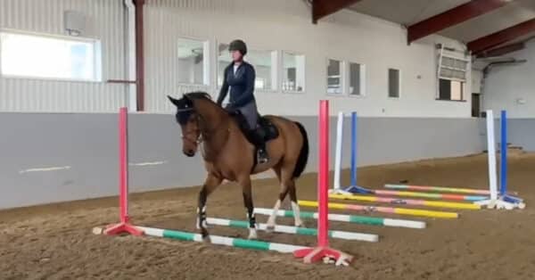 Hind Legs: What is Sickle-Hocked, Cow-Hocked, and Post-Legged?