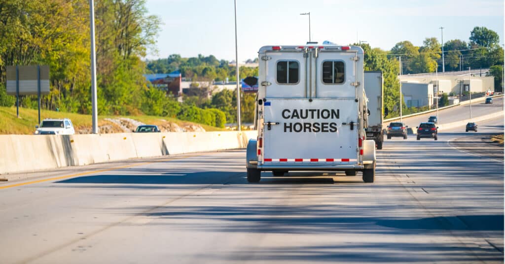 The Five Rein Aids (and How to Use Them)