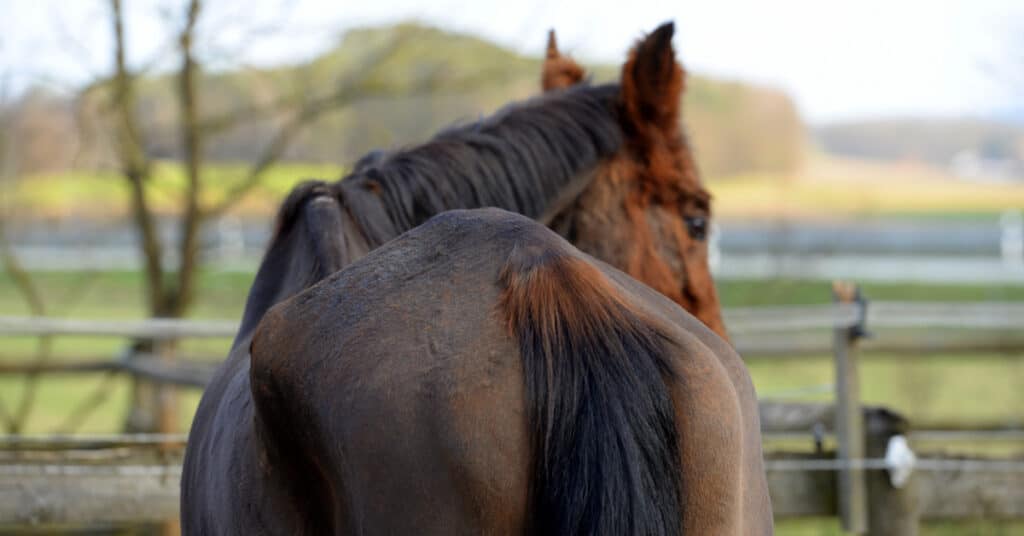 The Five Rein Aids (and How to Use Them)