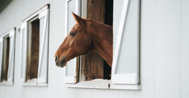 Hind Legs: What is Sickle-Hocked, Cow-Hocked, and Post-Legged?