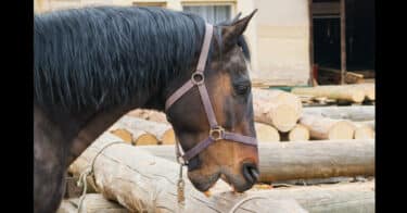 Cribbing: What the Research Really Reveals