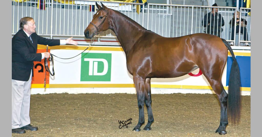 The Five Rein Aids (and How to Use Them)