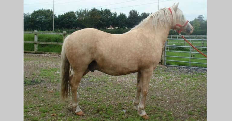 Hind Legs: What is Sickle-Hocked, Cow-Hocked, and Post-Legged?