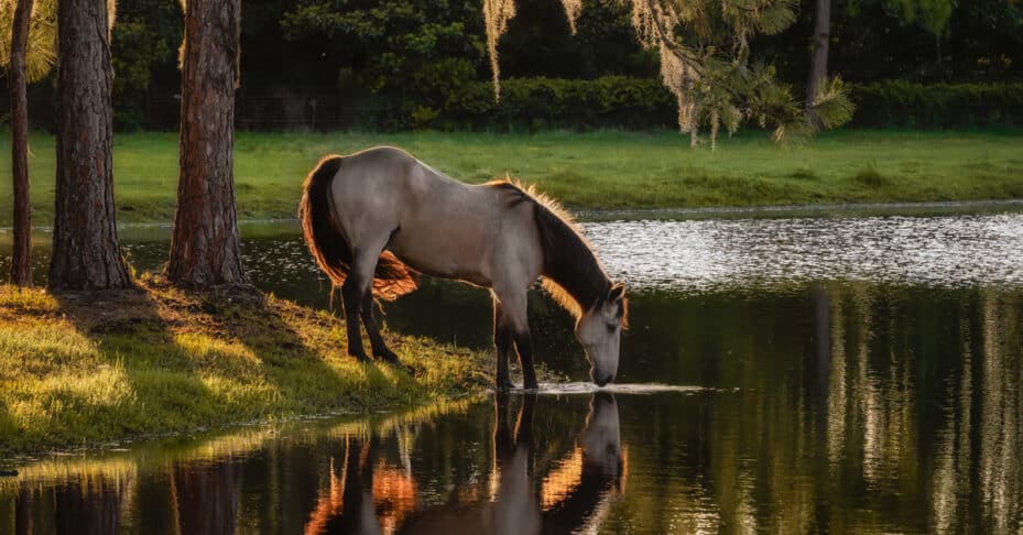 Hind Legs: What is Sickle-Hocked, Cow-Hocked, and Post-Legged?