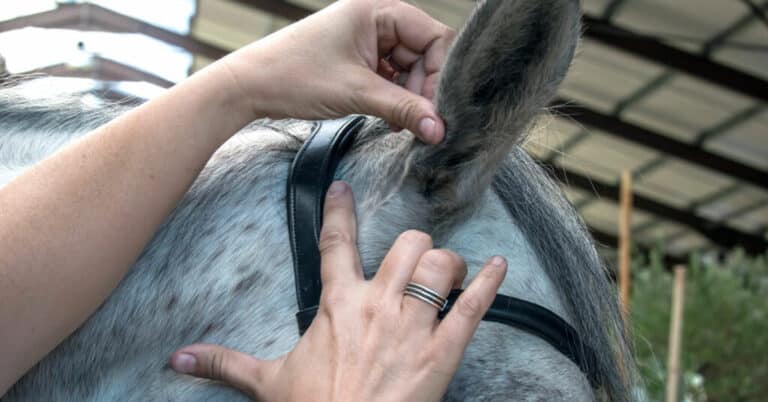 Hind Legs: What is Sickle-Hocked, Cow-Hocked, and Post-Legged?