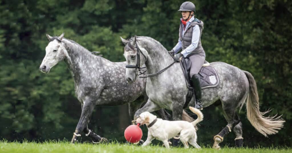 The Five Rein Aids (and How to Use Them)