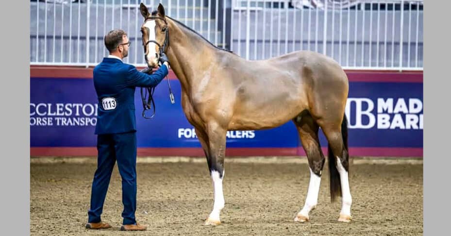 The Five Rein Aids (and How to Use Them)